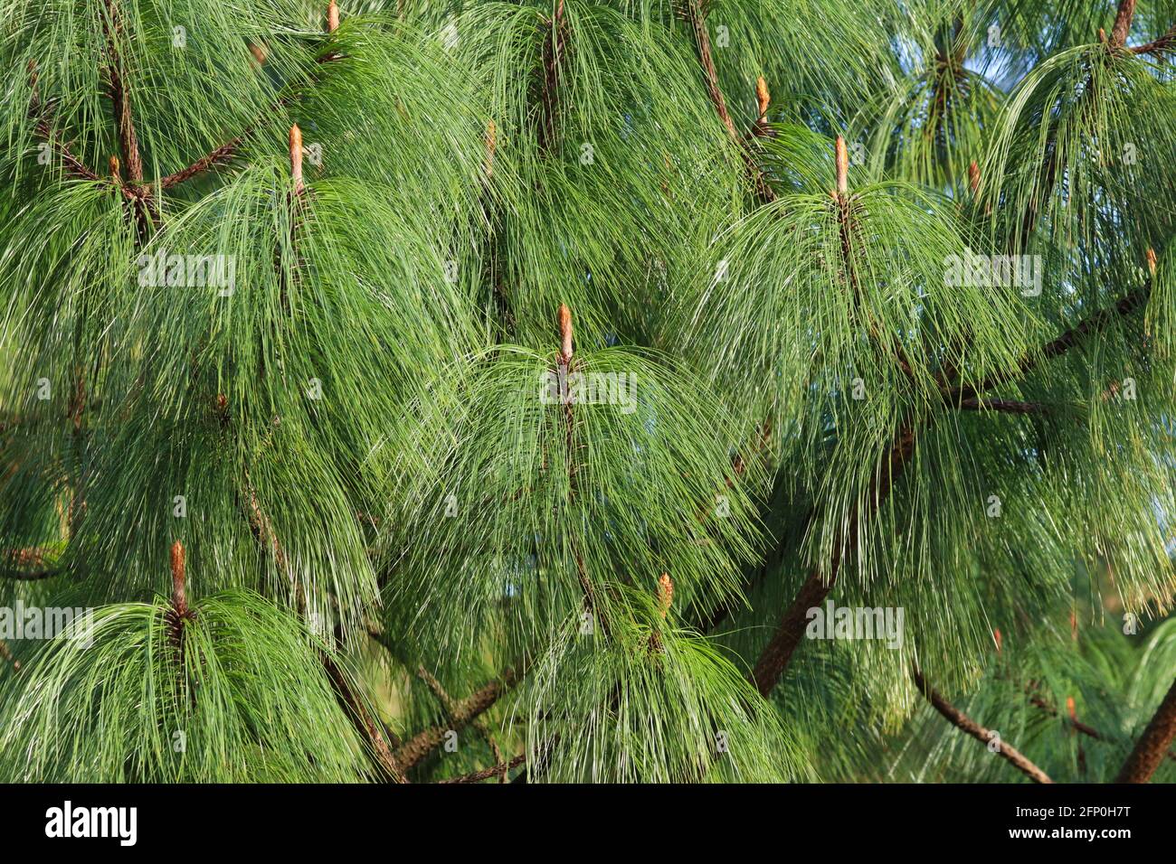Close up Himalayan Pine tree needles, Pinus wallichiana Stock Photo - Alamy