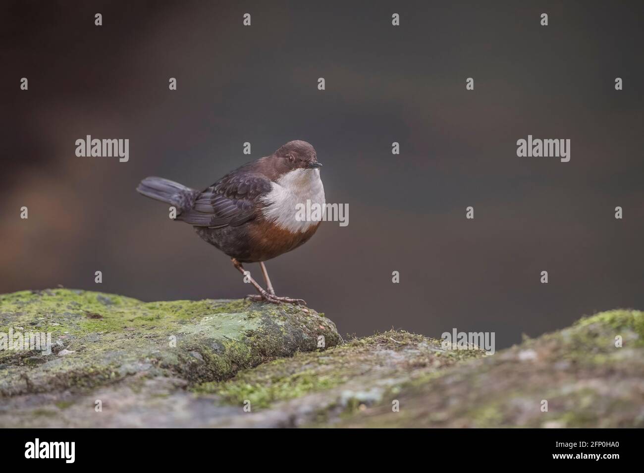 Dipper on rock with moss hi-res stock photography and images - Alamy