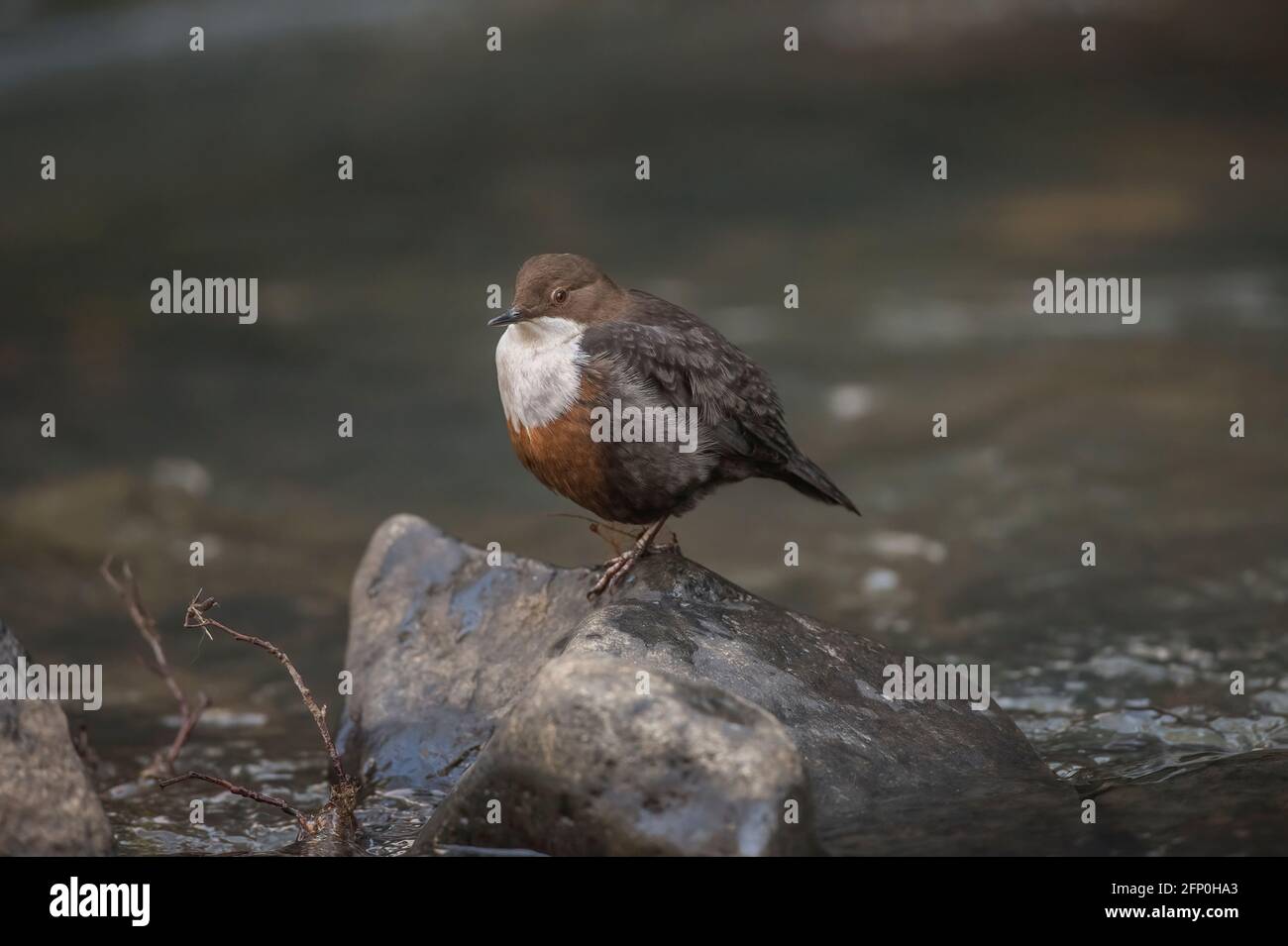 Dipper perched on a rock in a stream Scotland Stock Photo - Alamy