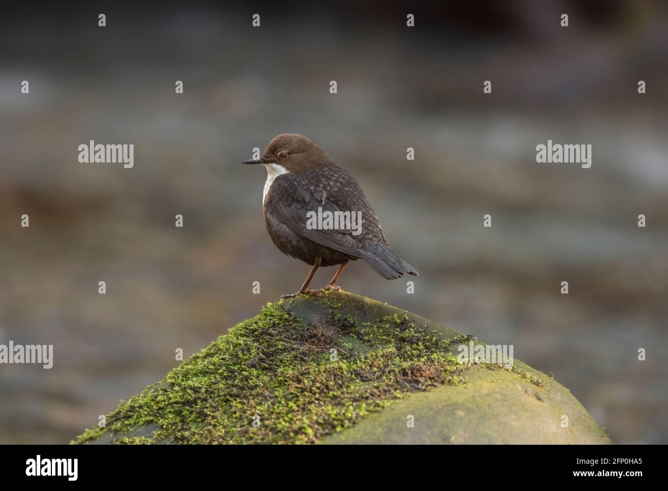 Dipper on rock with moss hi-res stock photography and images - Alamy