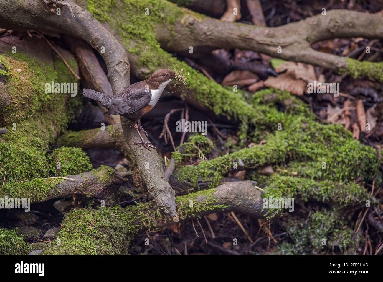 Dipper perched on a branch over a stream with a beak full of nest ...