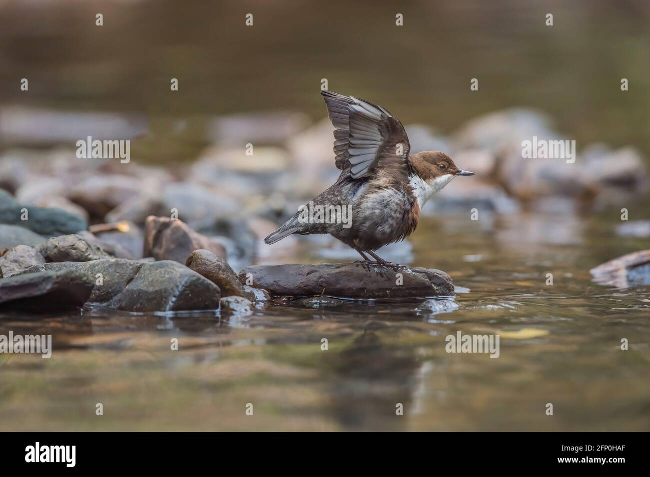 Dipper flying hi-res stock photography and images - Alamy
