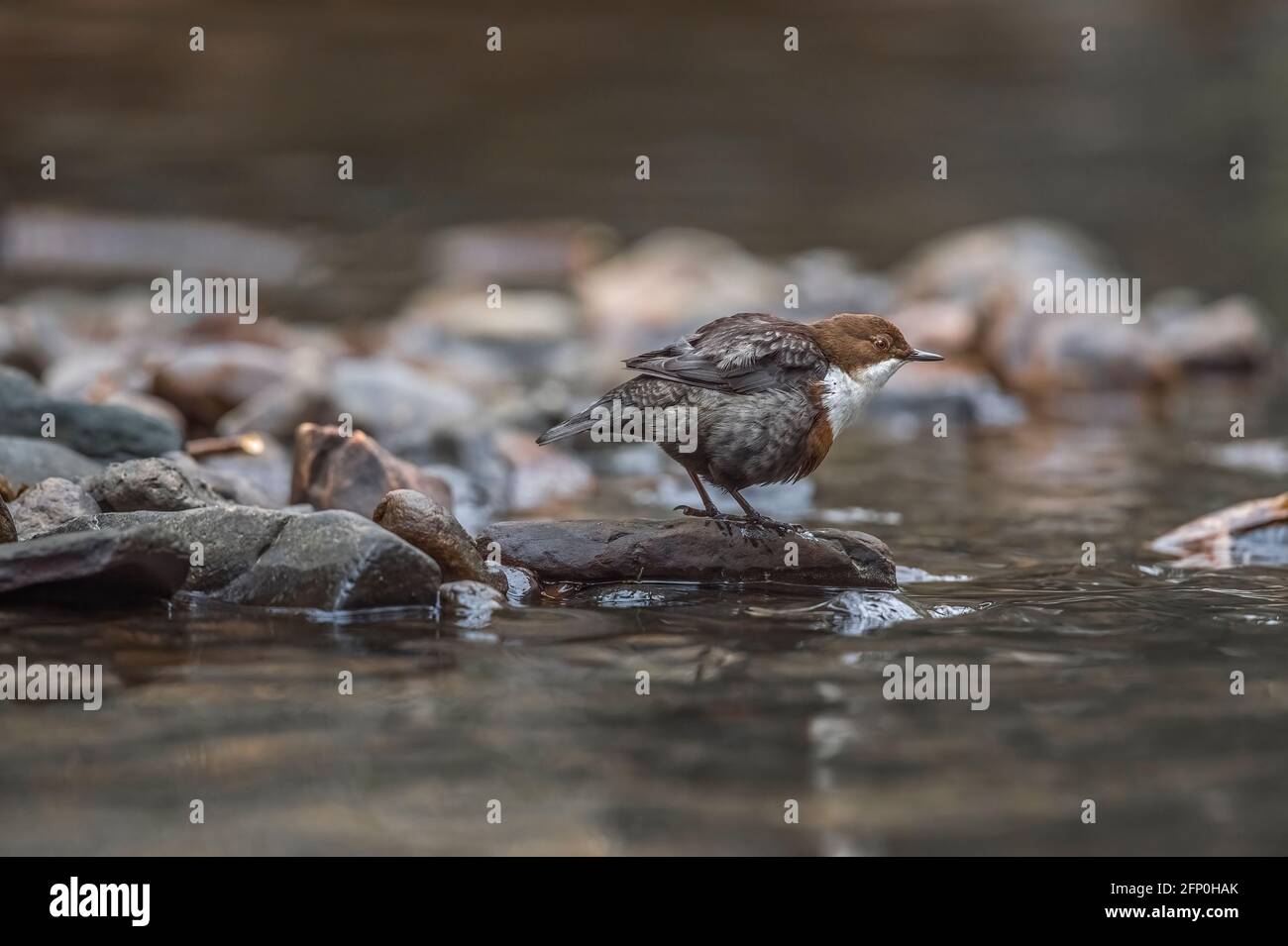 Dipper perched on a rock in a stream Scotland Stock Photo - Alamy