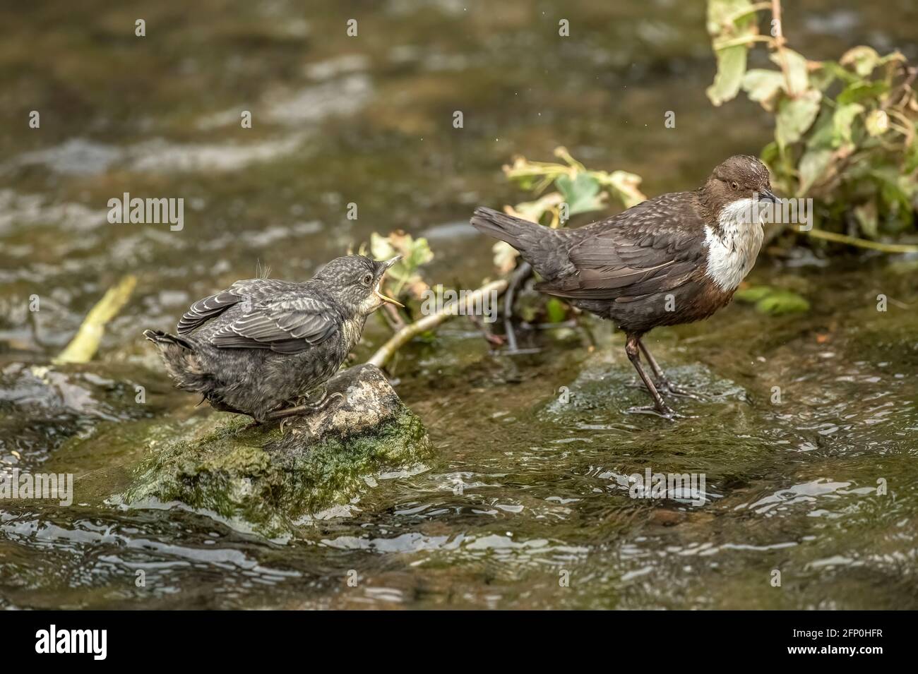 Juvenile dipper feeding hi-res stock photography and images - Alamy