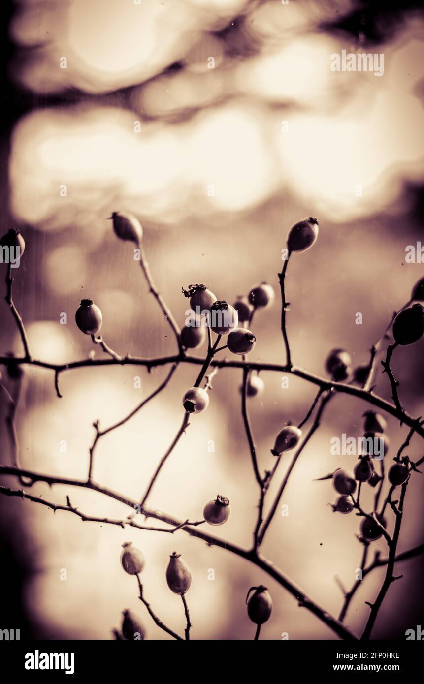healthy briar fruit sepia tone Stock Photo - Alamy