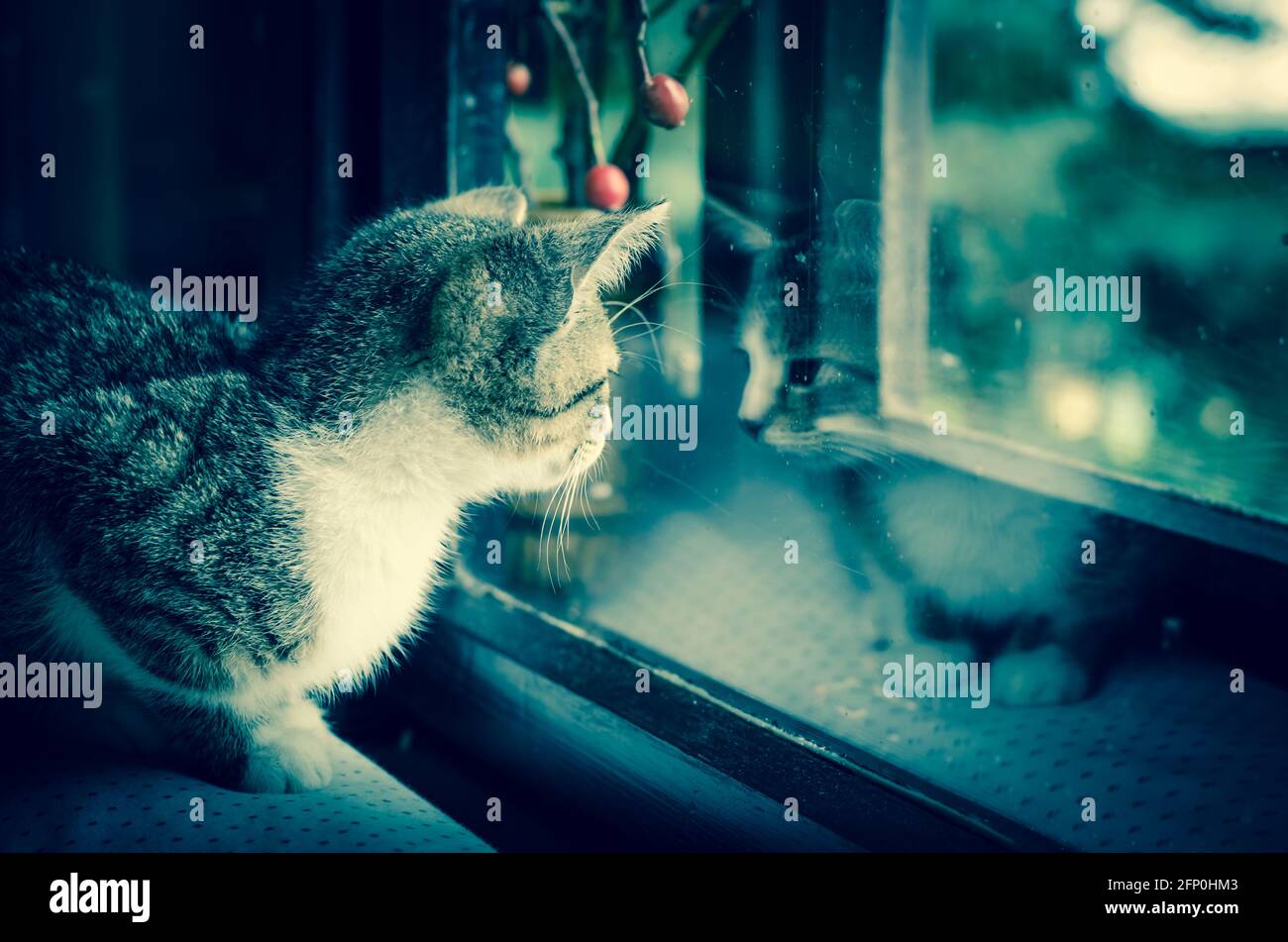 little sad cat waiting behind window Stock Photo - Alamy