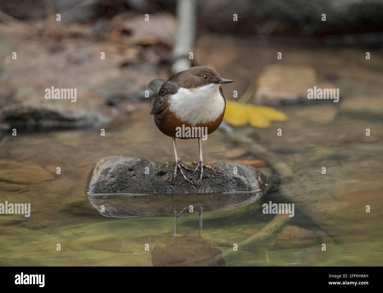 Dipper perched on a rock in a stream Scotland Stock Photo - Alamy