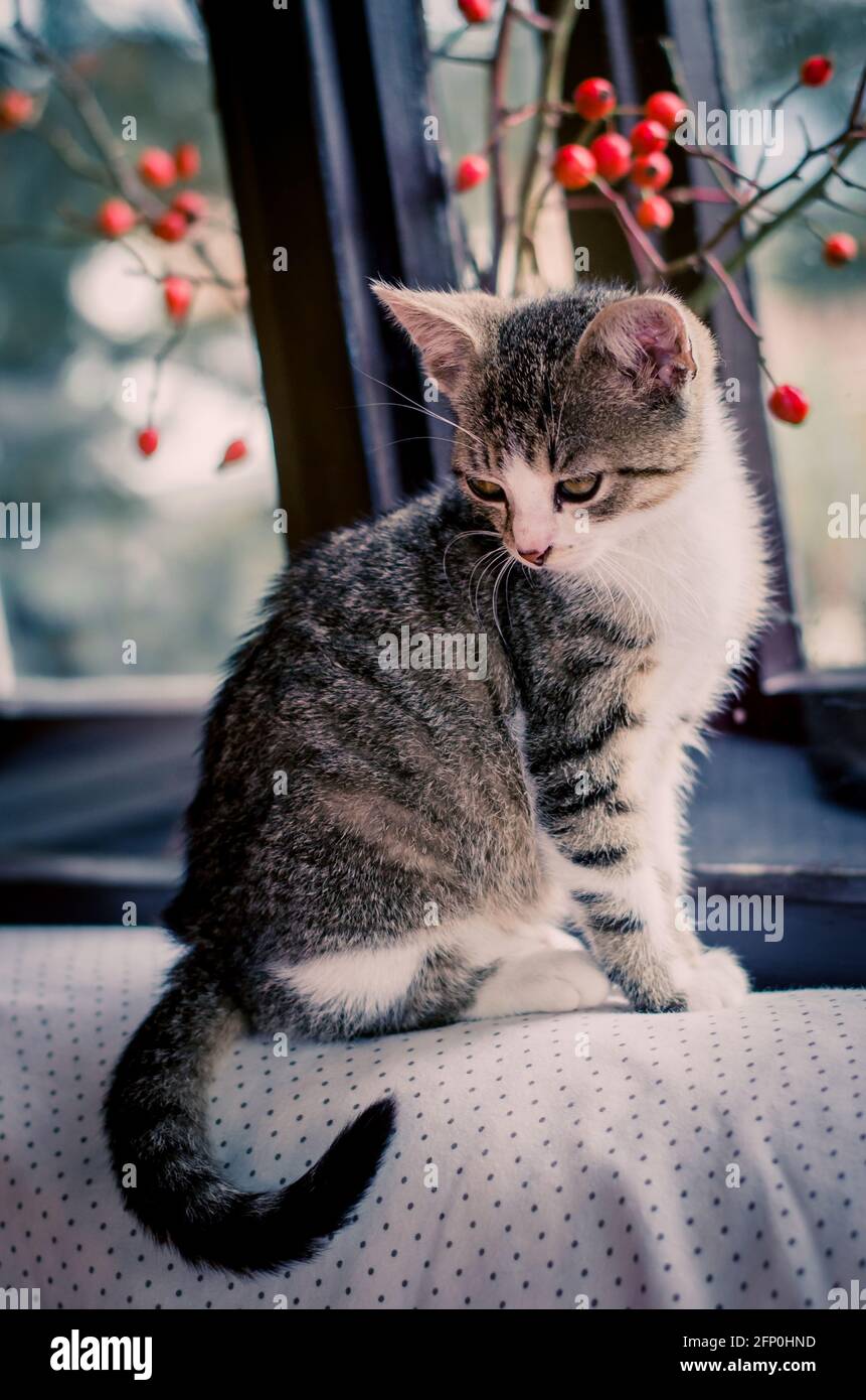 little lovely cat behind window Stock Photo - Alamy