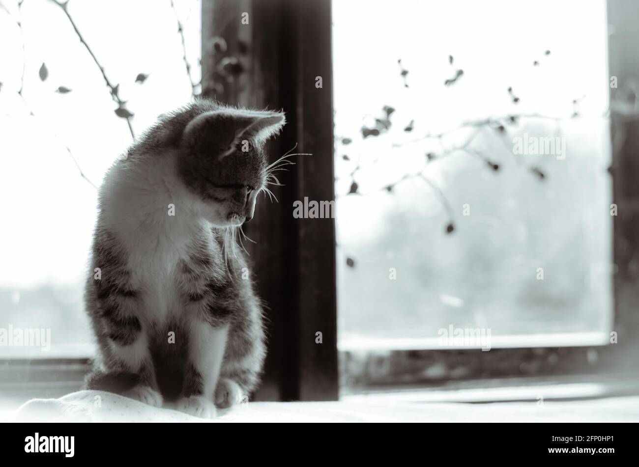 little sad cat waiting behind window Stock Photo - Alamy