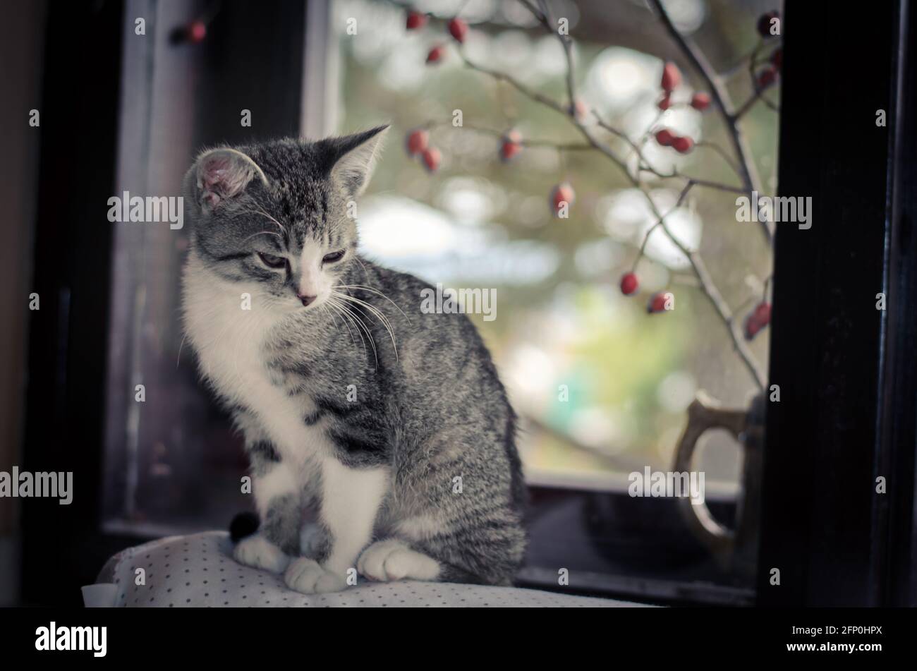 little cat waiting behind window Stock Photo - Alamy