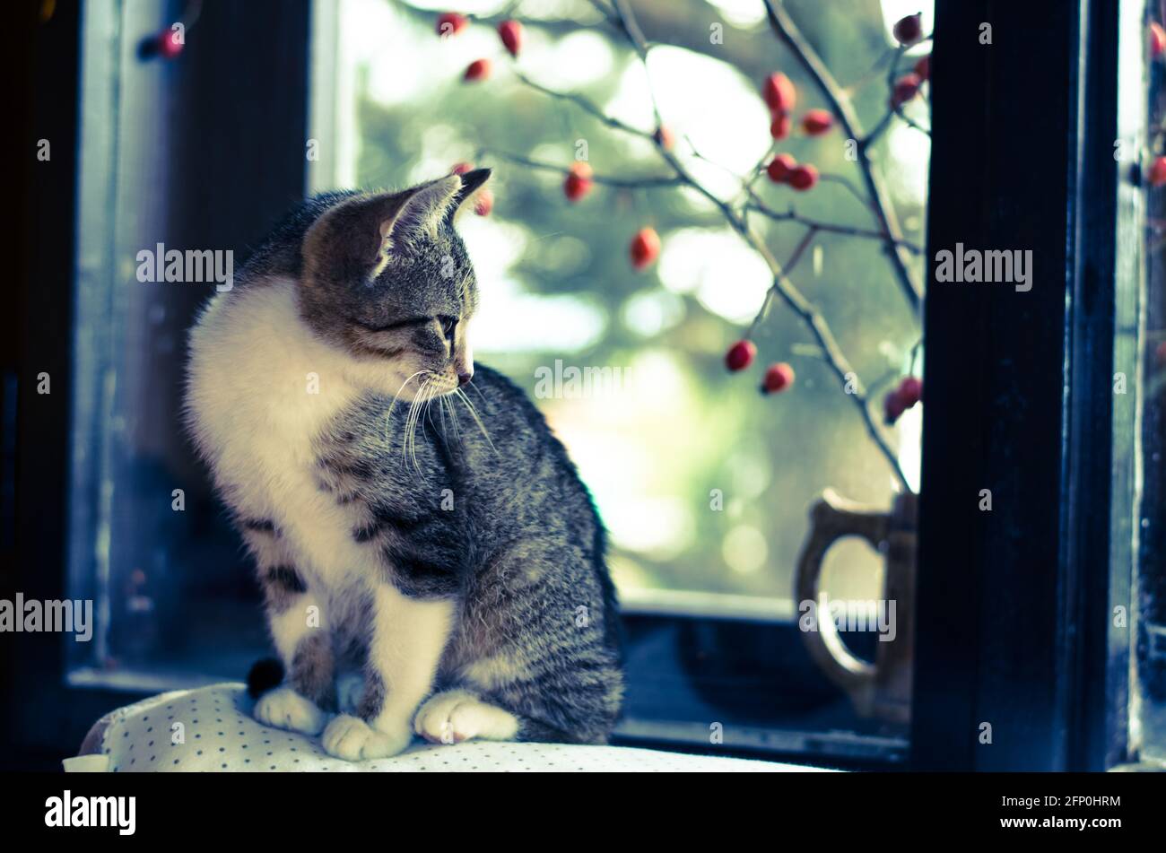 little lovely cat behind window Stock Photo - Alamy