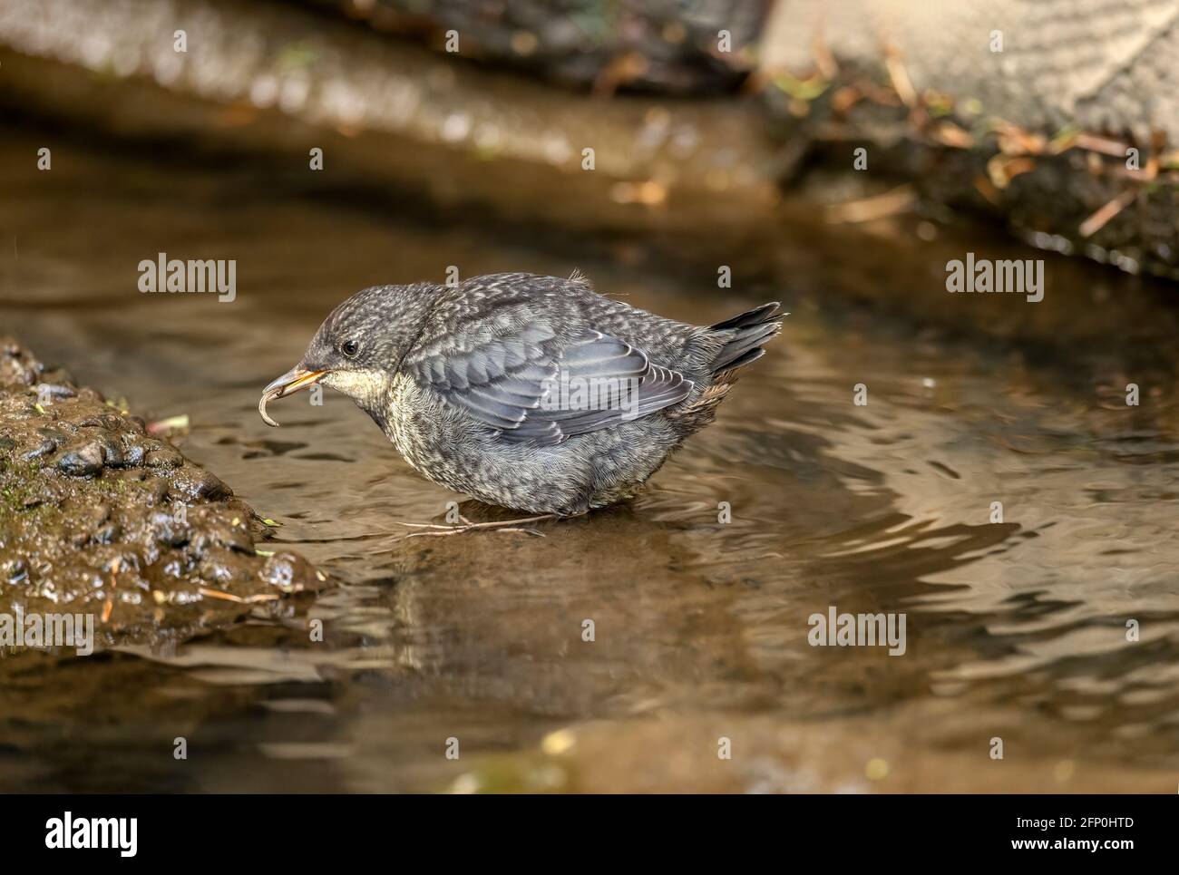 Juvenile dipper feeding hi-res stock photography and images - Alamy