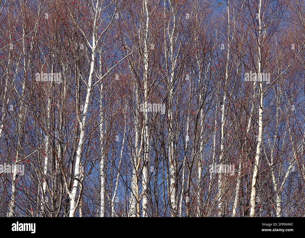 Fireworks, pattern, fire, abstract, trees Stock Photo - Alamy