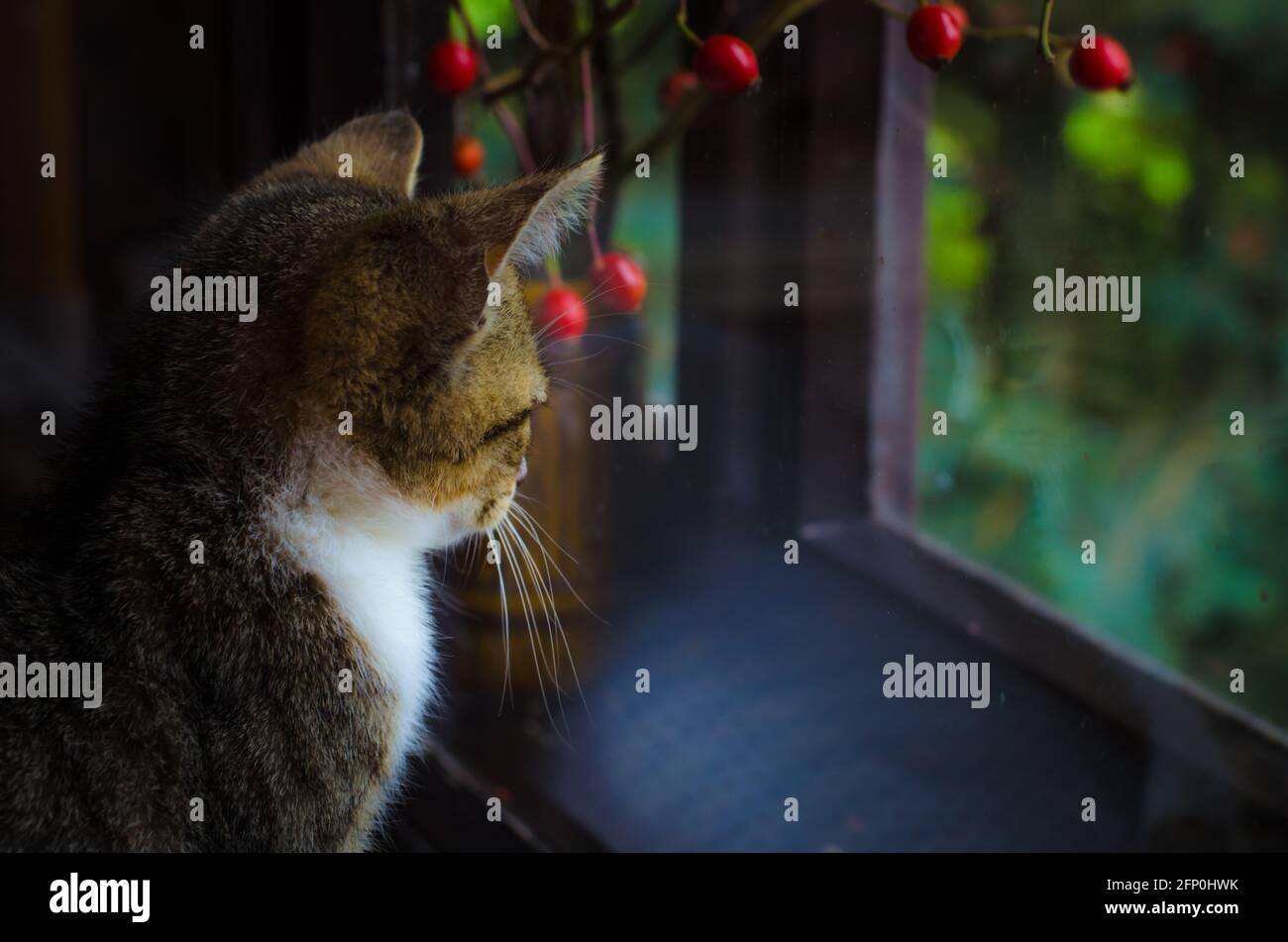 little sad cat waiting behind window Stock Photo - Alamy