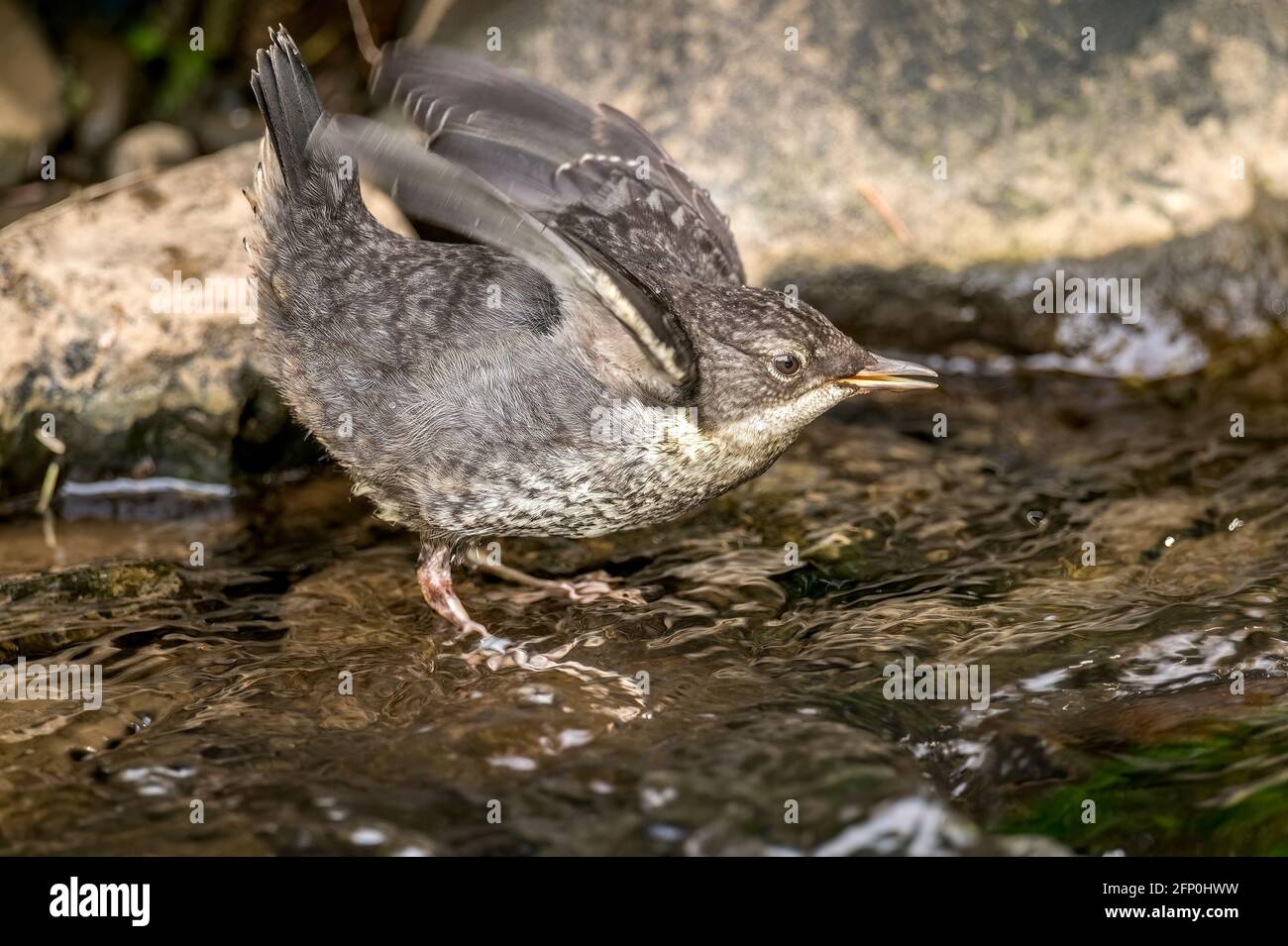 Dipper juvenile perched on a rock in a stream in Scotland, in the ...