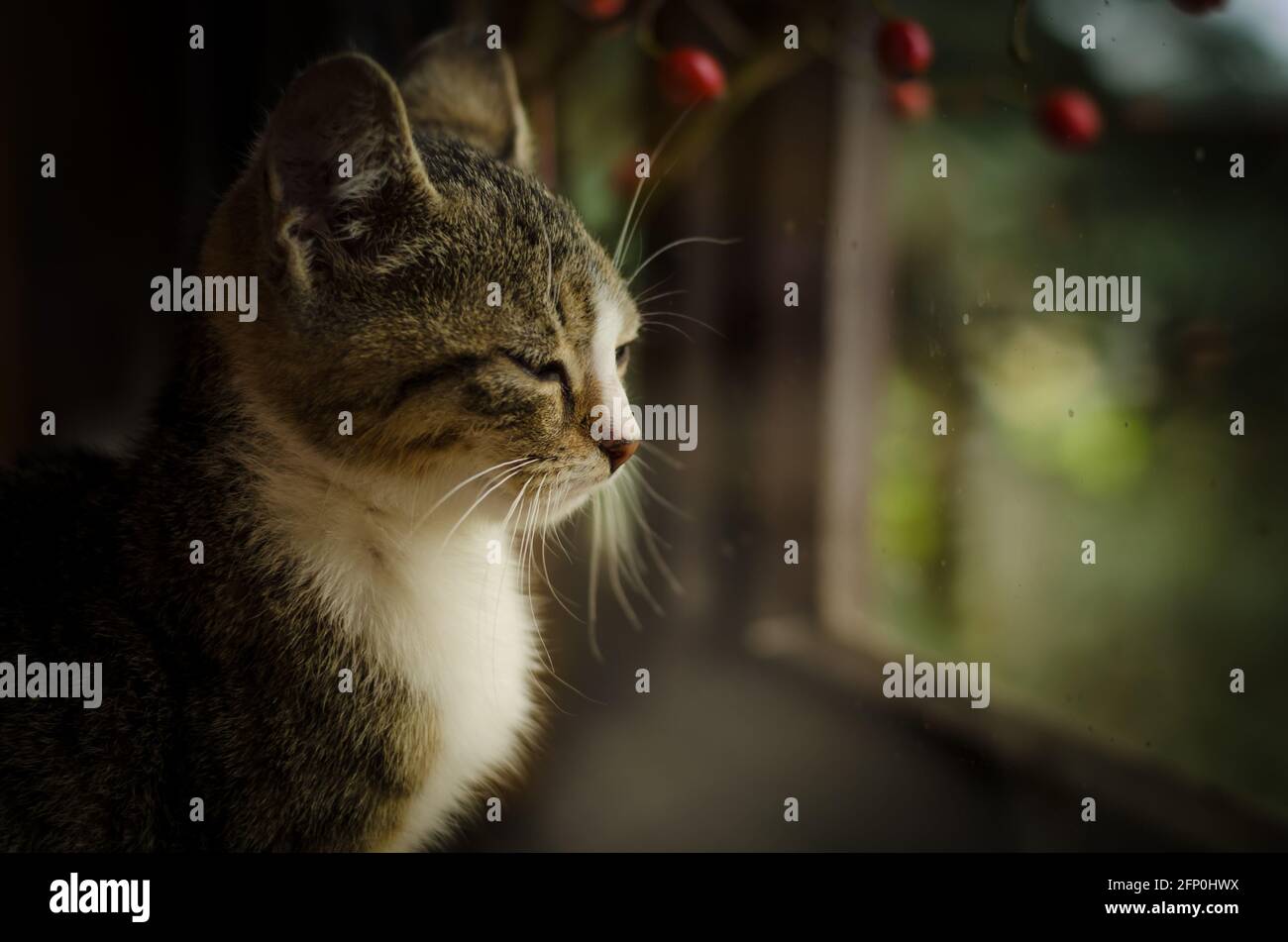 little sad cat waiting behind window Stock Photo - Alamy