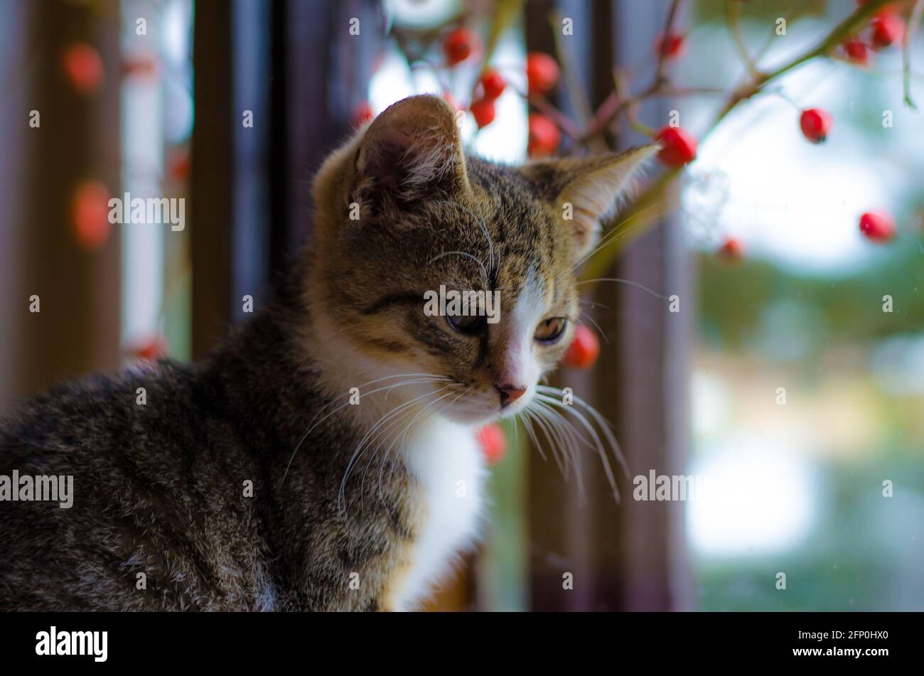 little sad cat waiting behind window Stock Photo - Alamy