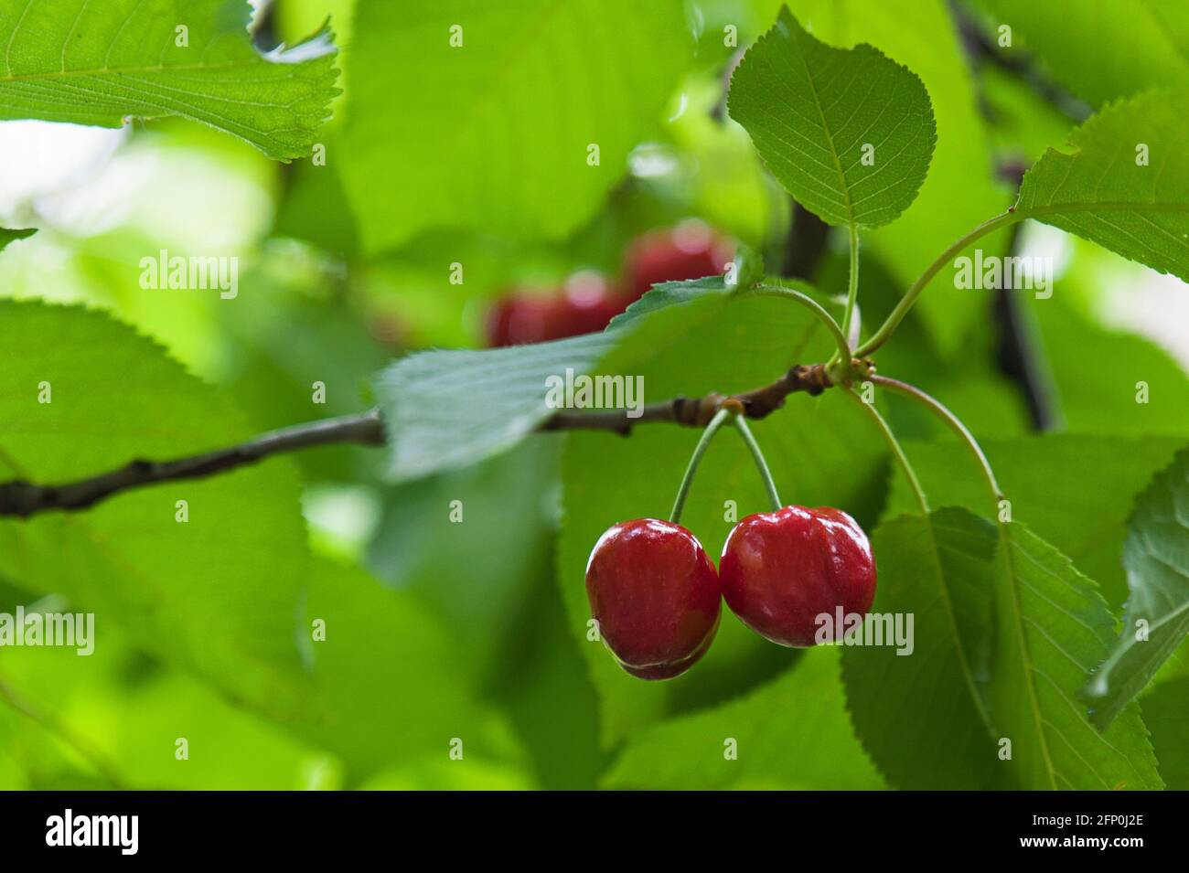 Beautiful sweet red cherries with stems hanging on a brunch of a cherry ...