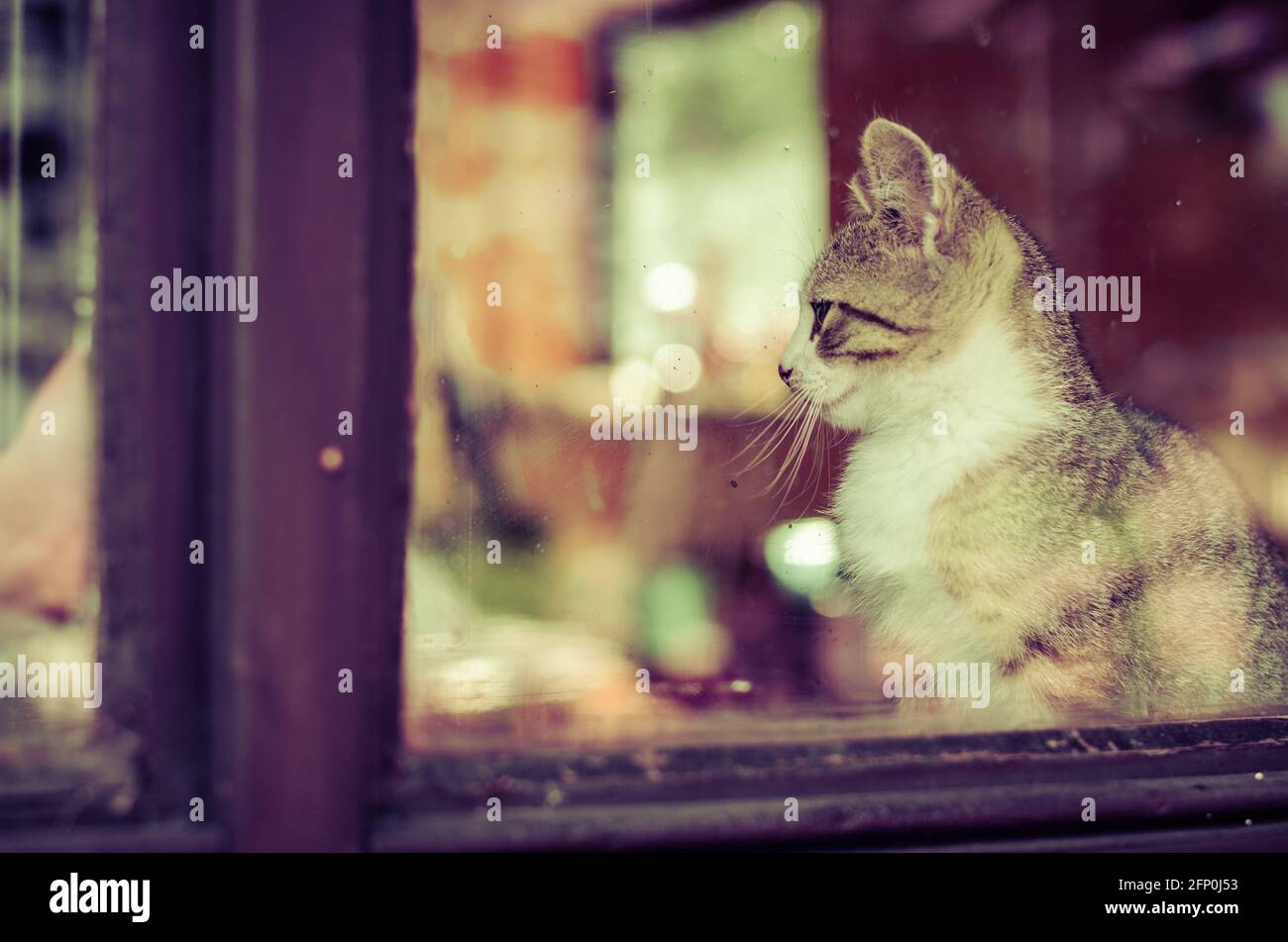 little lovely cat animal behind the window Stock Photo - Alamy