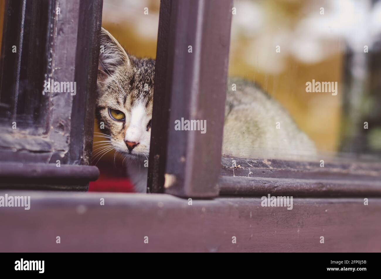 cat watching outdoors behind window Stock Photo - Alamy
