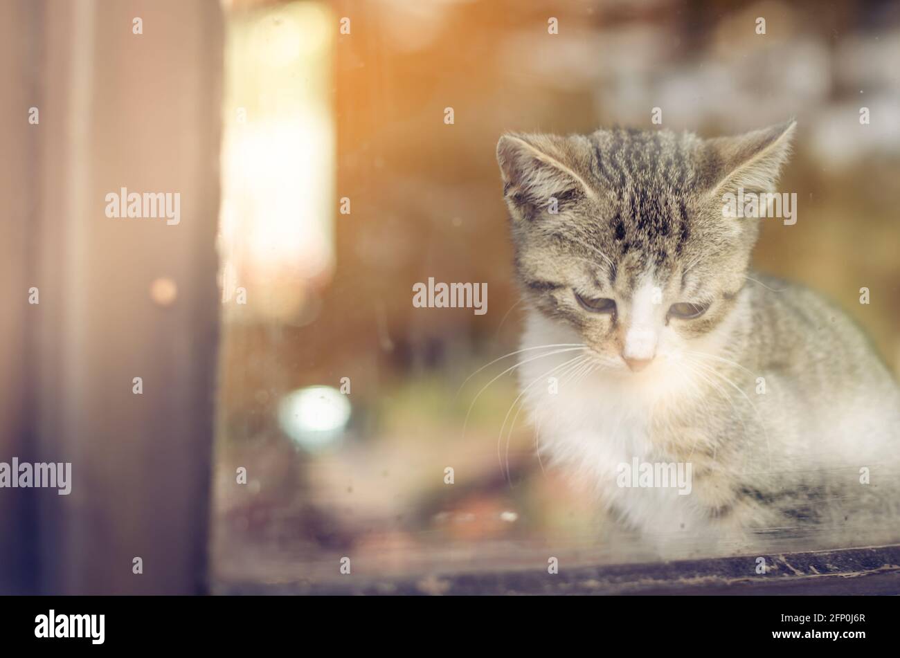 little sad cat waiting behind window Stock Photo - Alamy