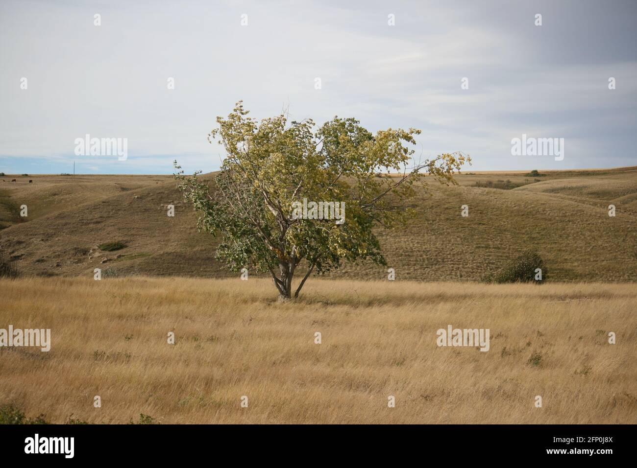 Tree on an open field under a cloudy sky Stock Photo - Alamy