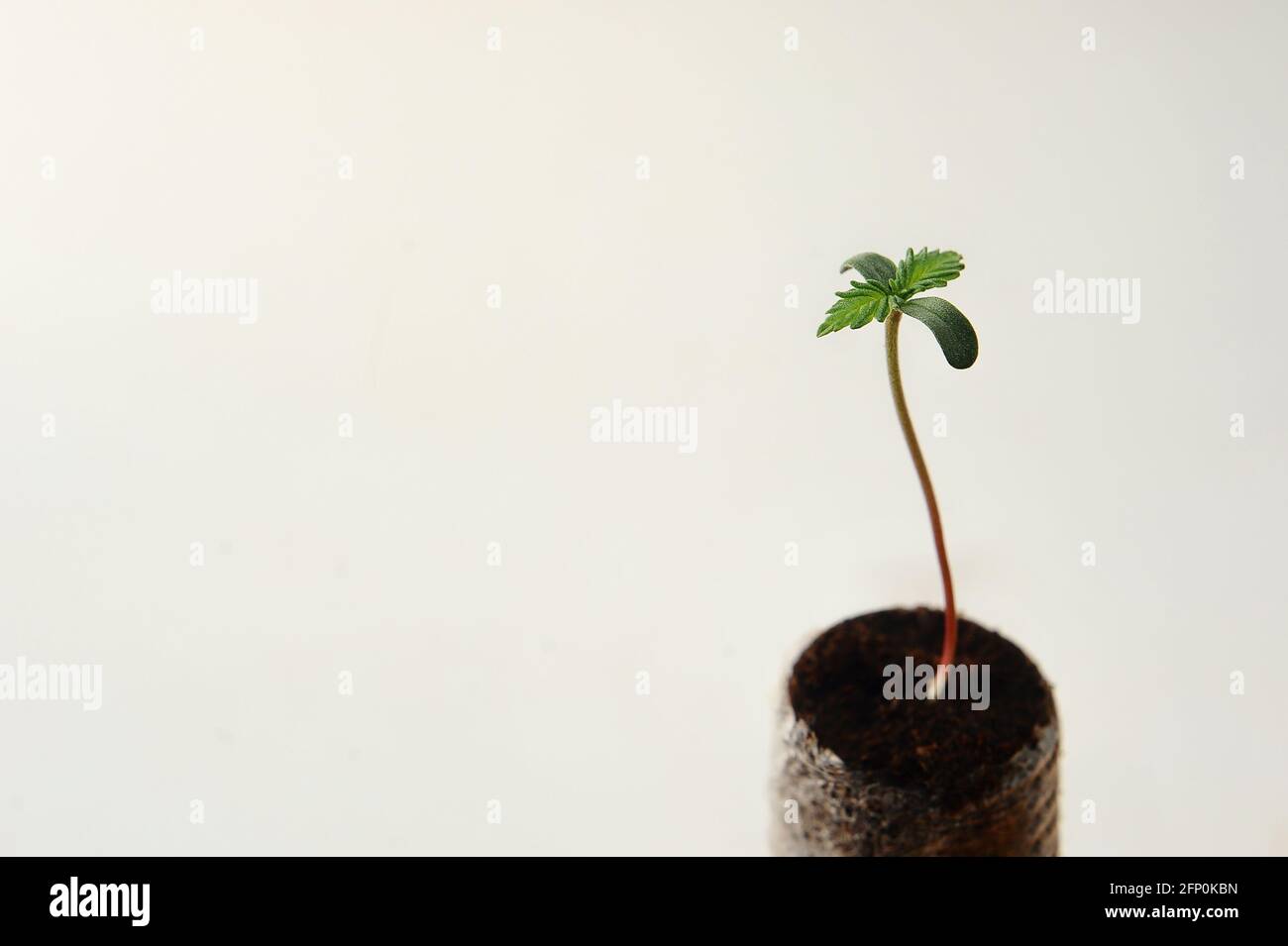 Cannabis sprout close up. Fresh young marijuana seedling. Growing plant ...