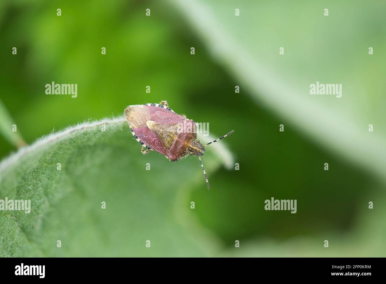 Sloe bug (Dolycoris baccarum), a common and widespread type of shield ...
