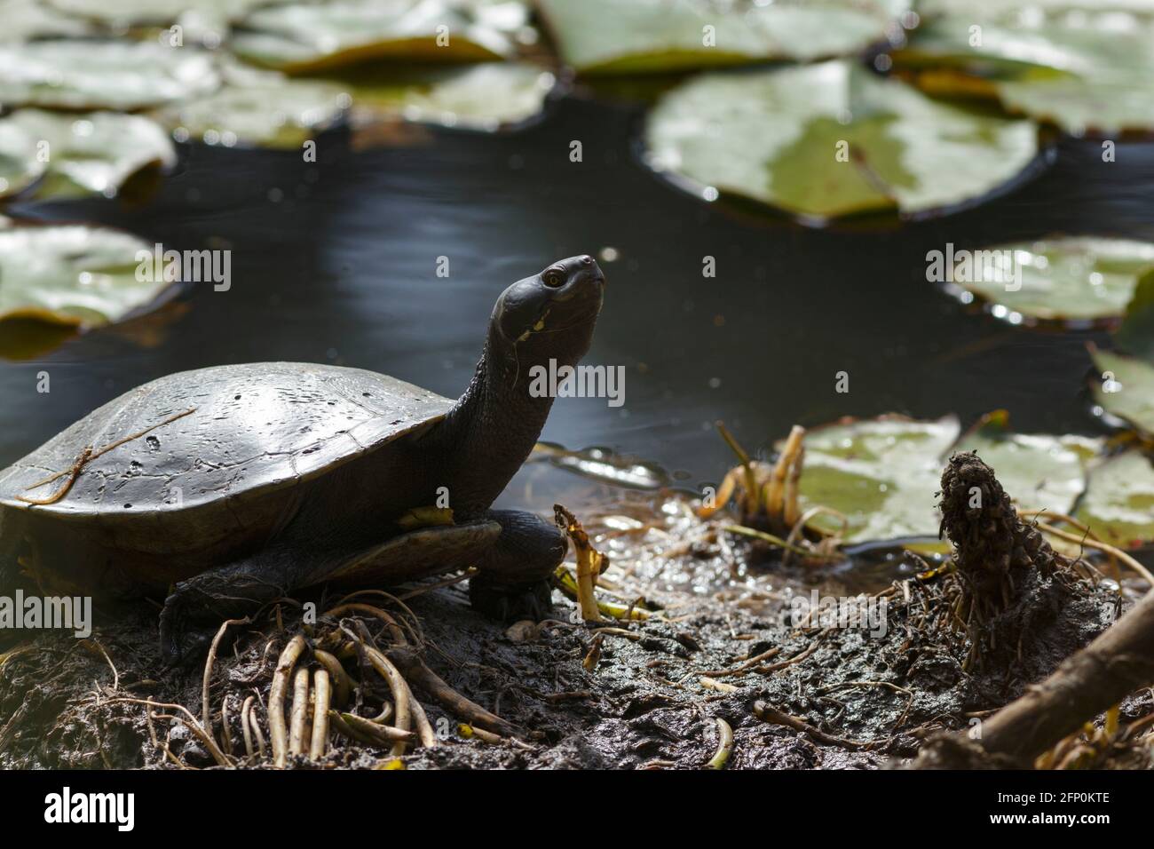 Freshwater turtle queensland wildlife hi-res stock photography and ...