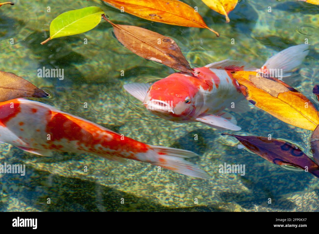 Carp on the surface of the water hi-res stock photography and images ...