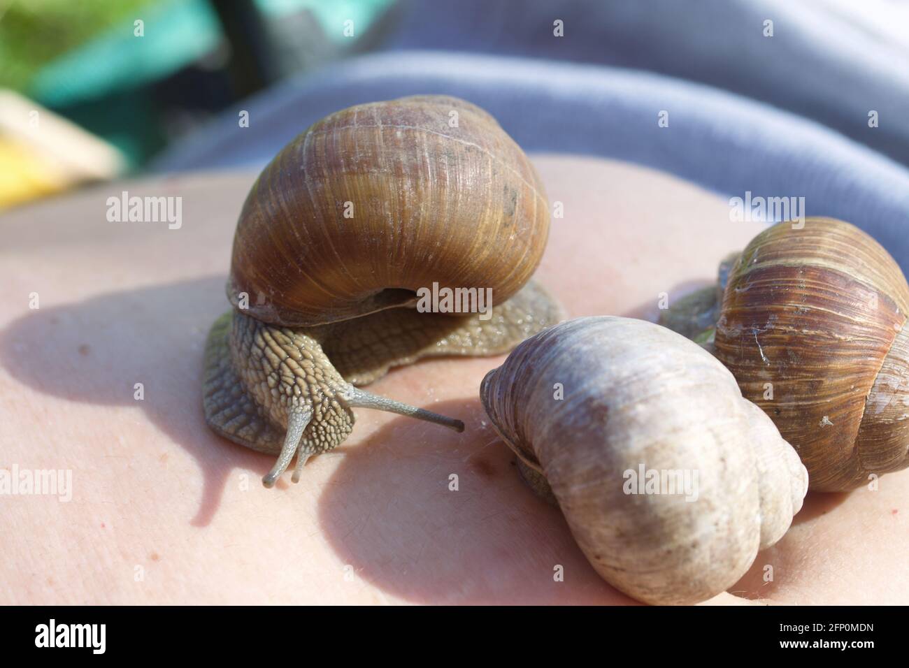 Grape snails are crawling over a woman's belly. Close-up shot Stock ...