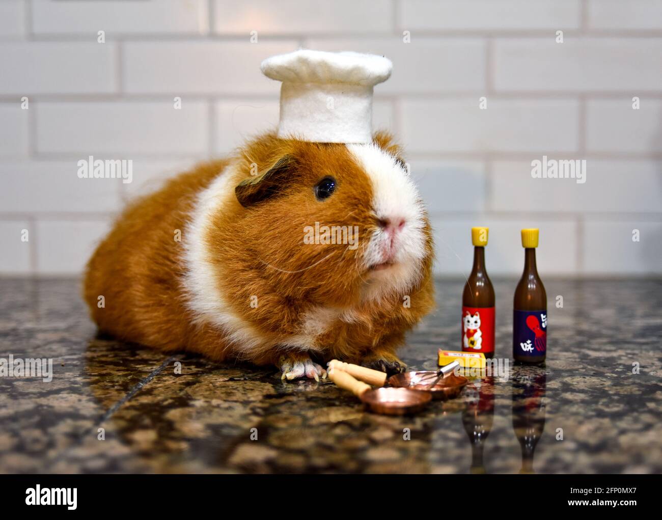 Beanbag dons a chefs hate in this culinary look. LOS ANGELES ...