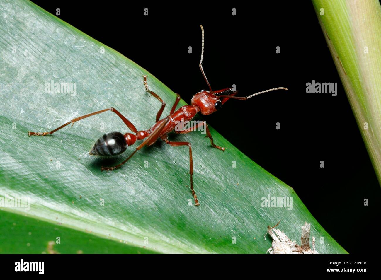 Are Bulldog Ants The Only Australian Ant Species