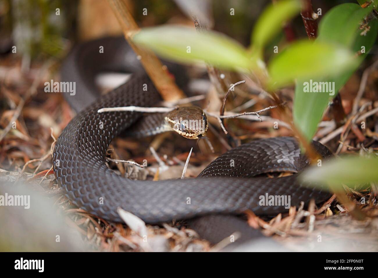 Gold coast australia march 29 hi-res stock photography and images - Alamy