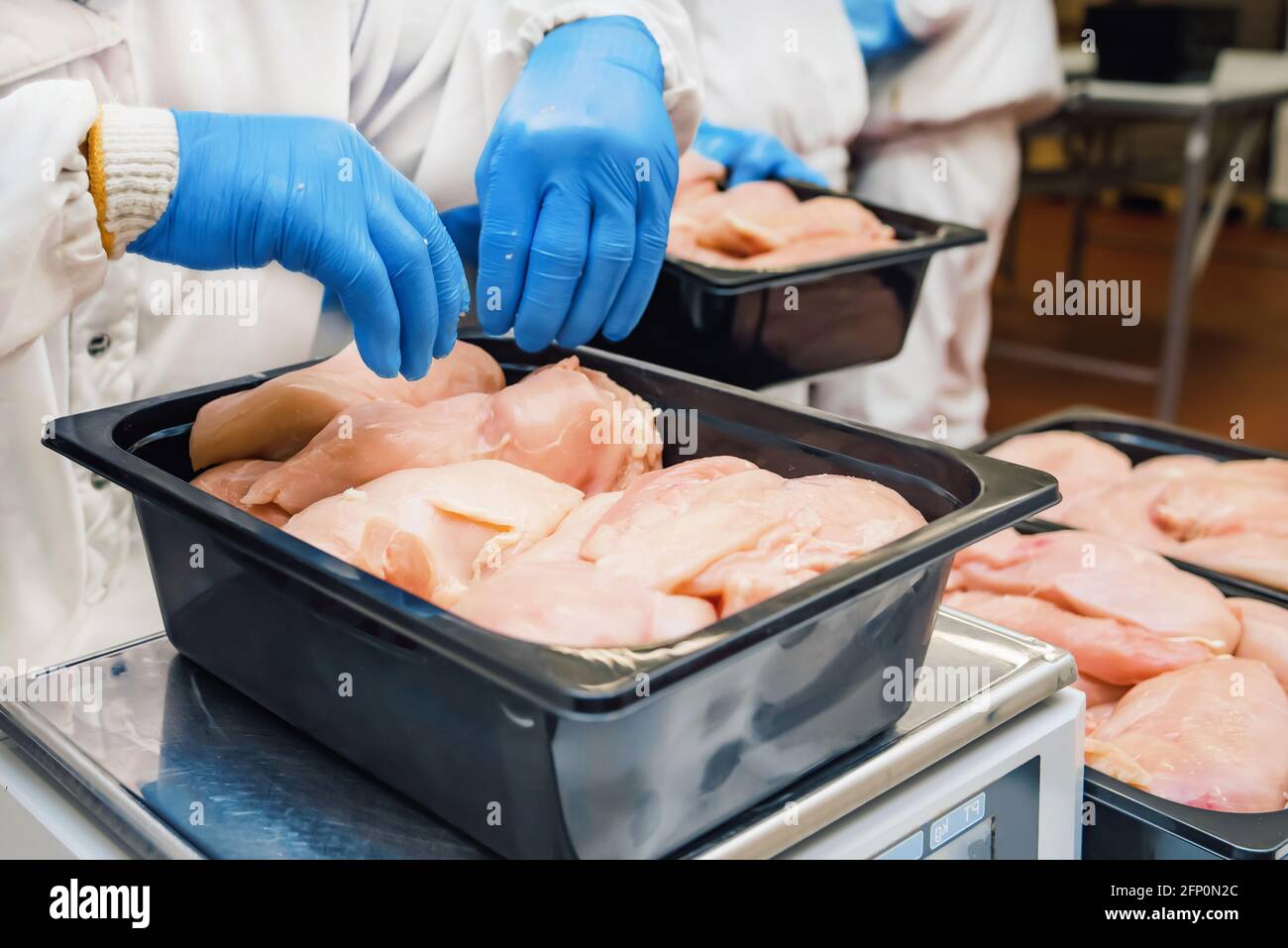 Chicken fillet production line . Meat processing equipment. Line for ...