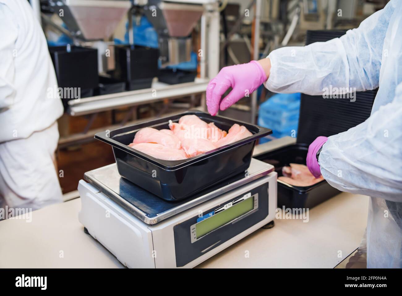 Chicken fillet production line . Meat processing equipment. Line for ...