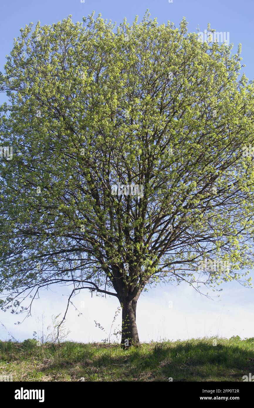 Large spreading tree against the blue sky. Young spring leaves appear ...