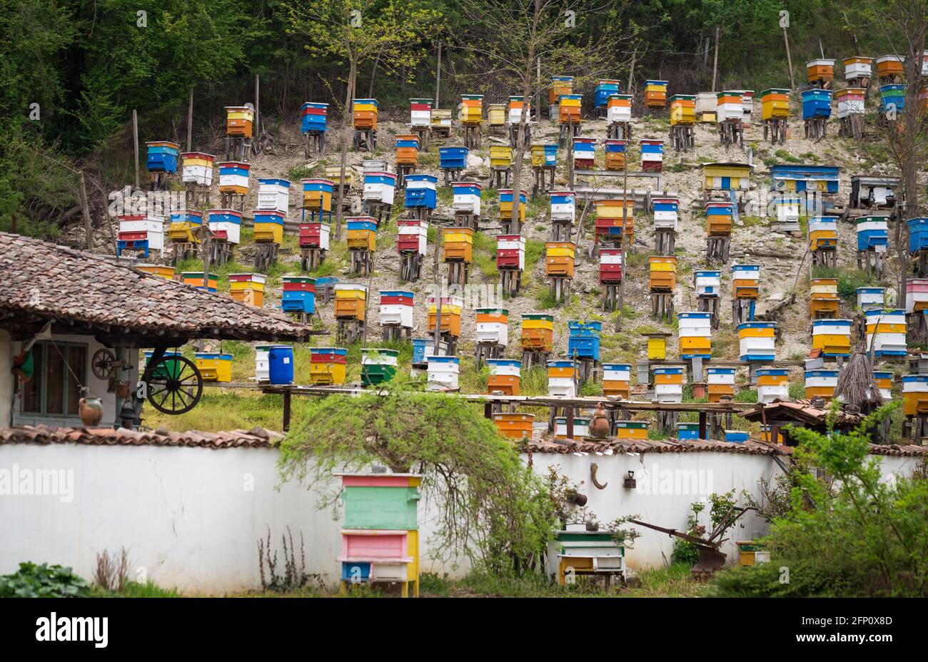 Large apiary in an ecologically clean environment in nature with a ...