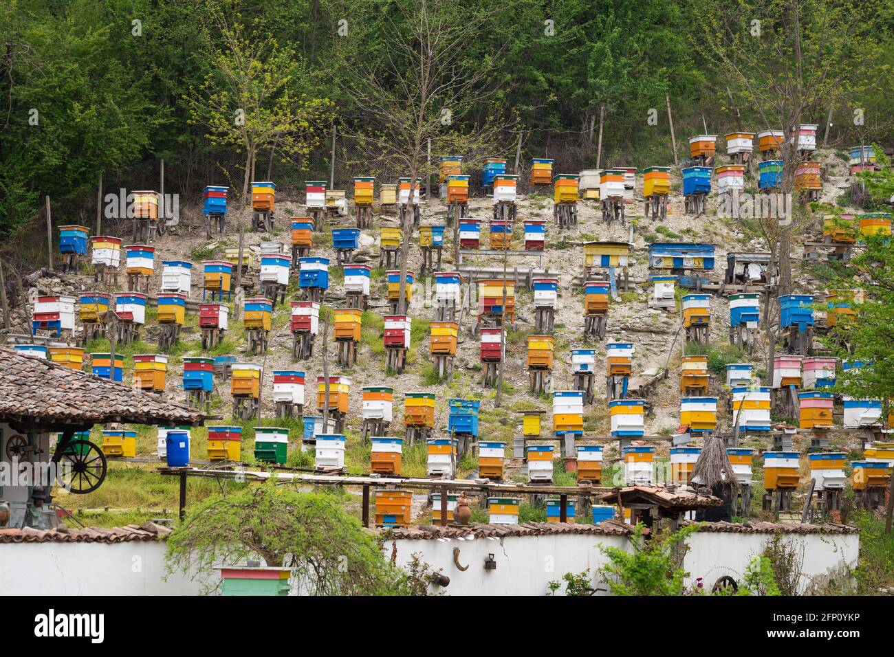 Large apiary in an ecologically clean environment in nature with a ...