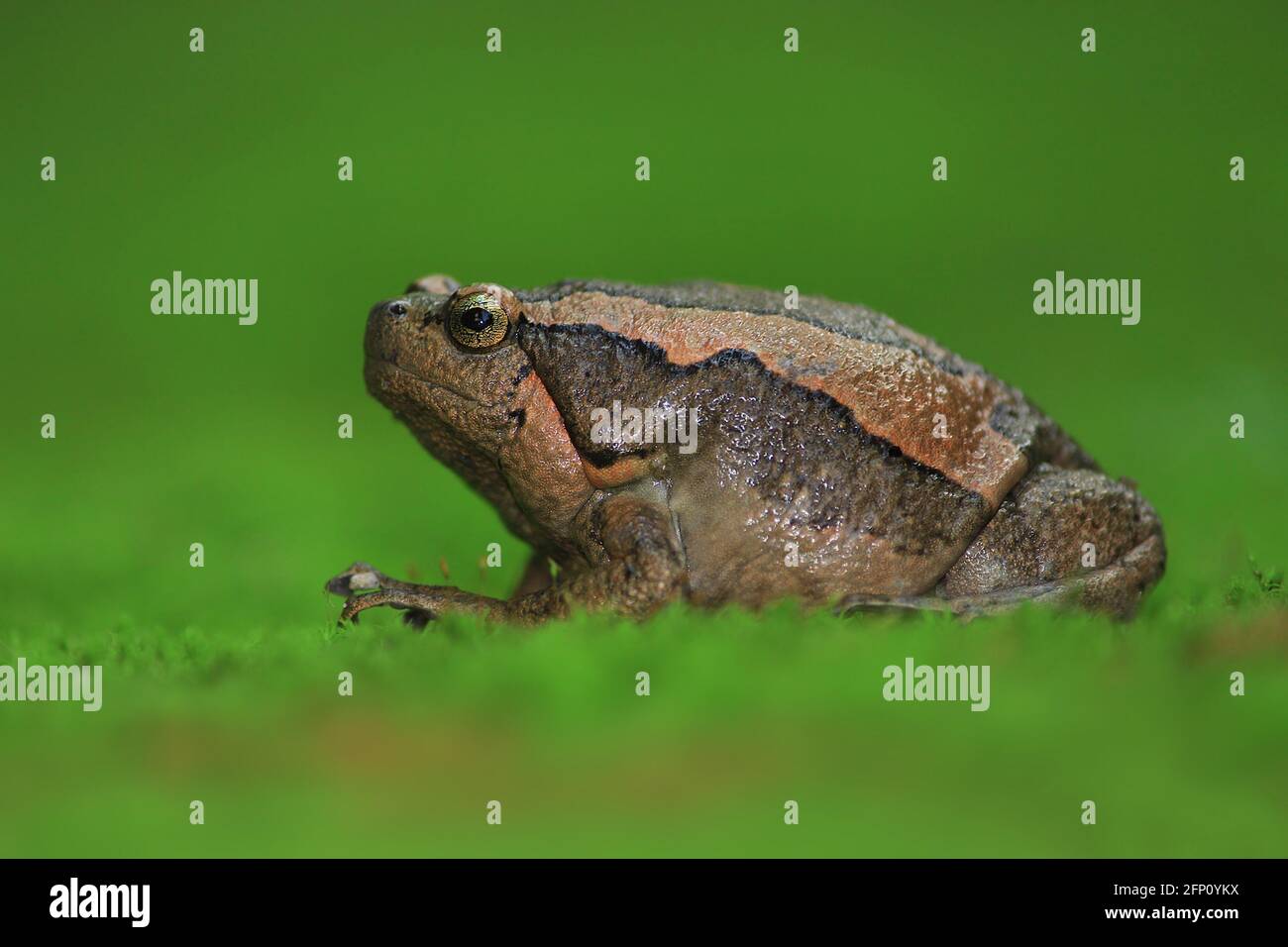 Assam narrow mouthed frog (kaloula Assamensis) on moss Stock Photo - Alamy
