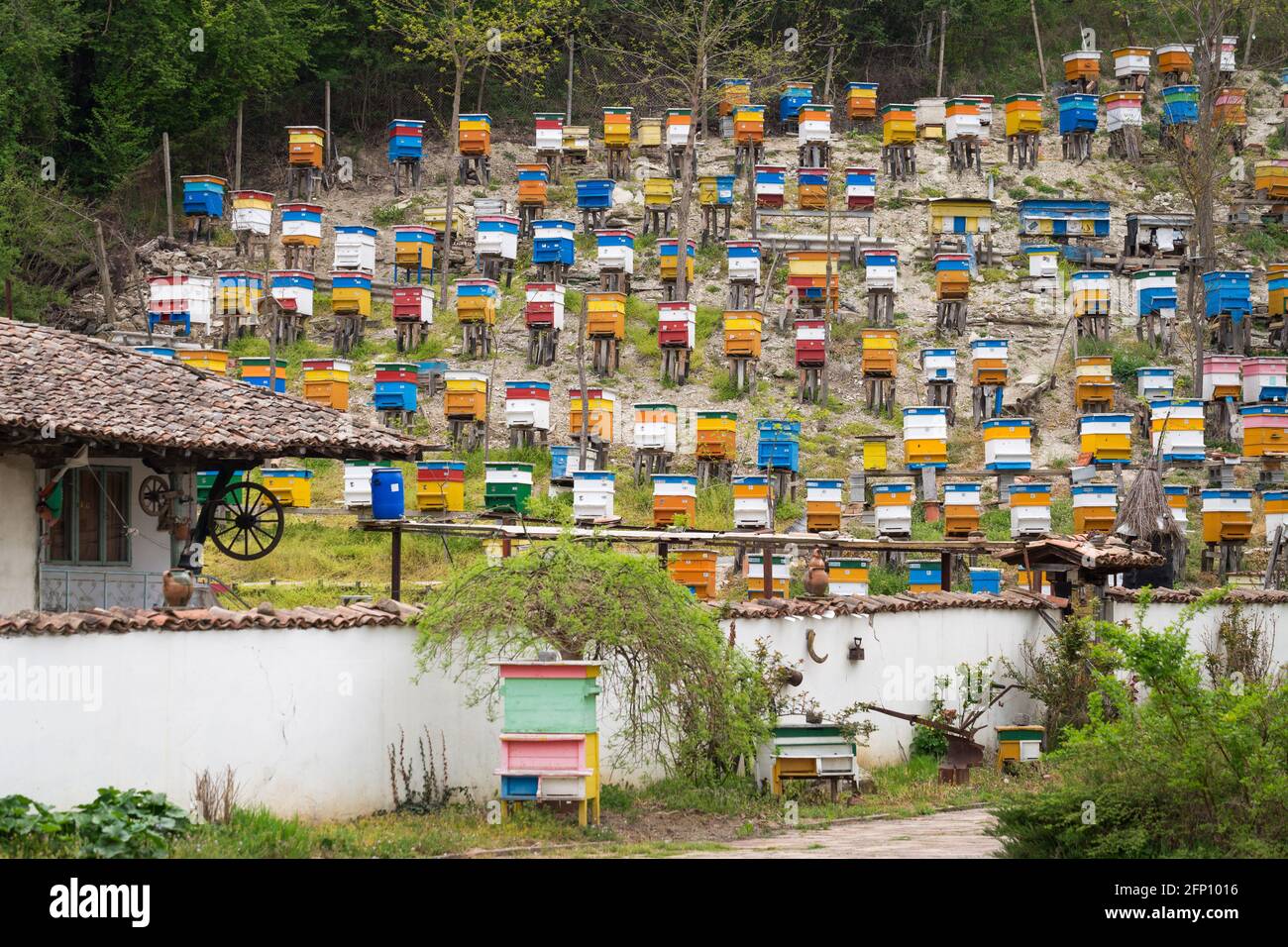 Large apiary in an ecologically clean environment in nature with a ...