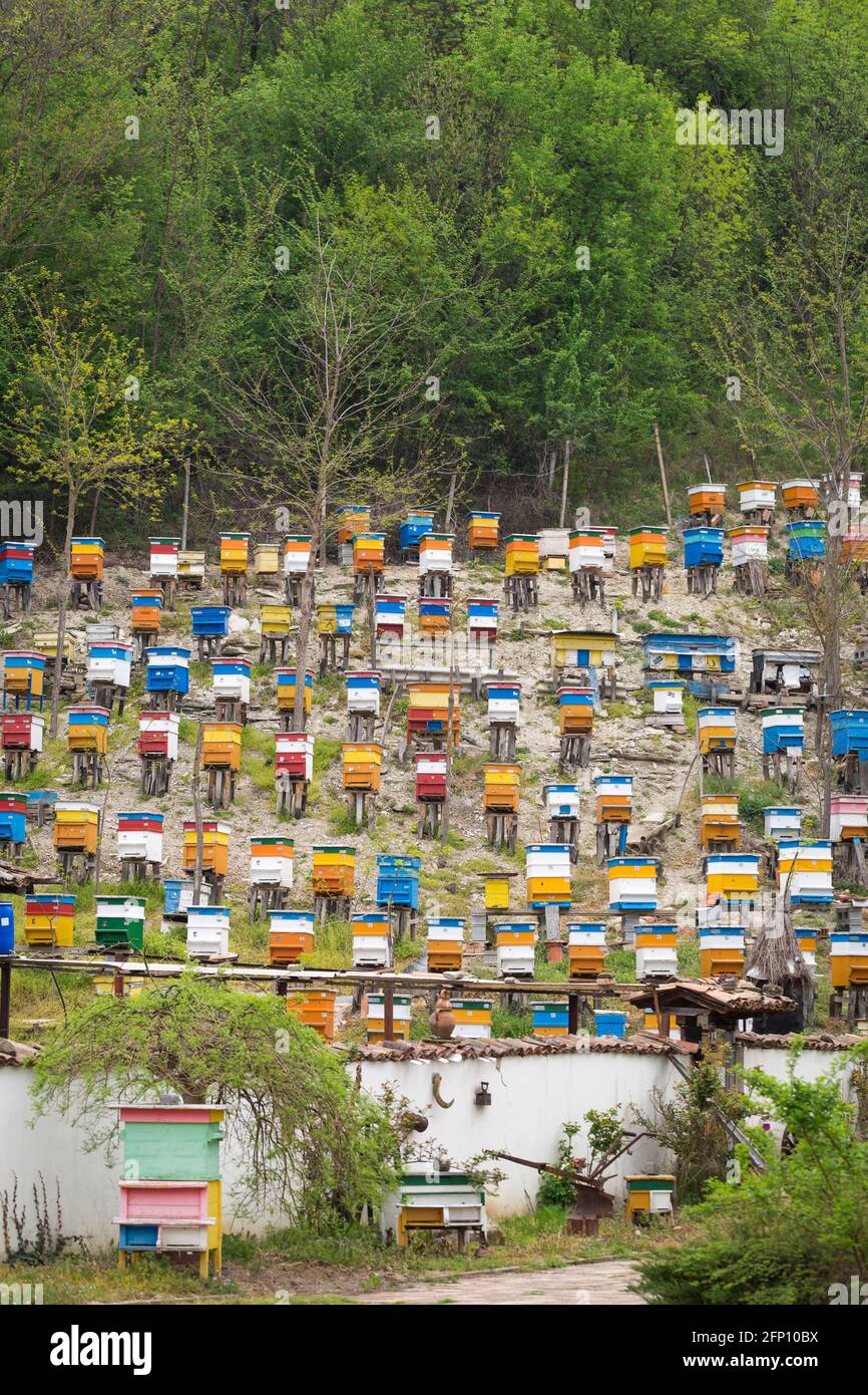 Large apiary in an ecologically clean environment in nature with a ...