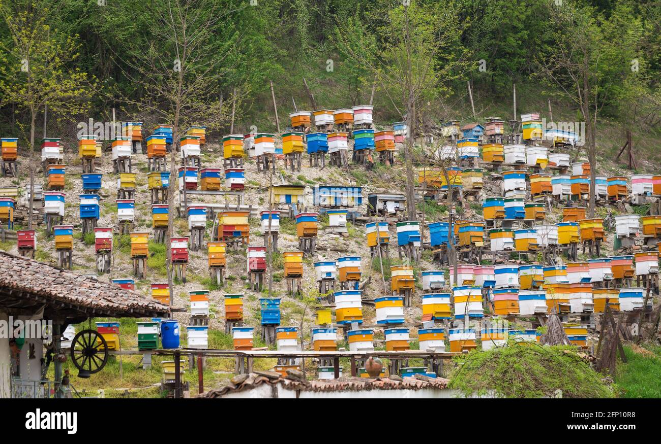 Large apiary in an ecologically clean environment in nature with a ...