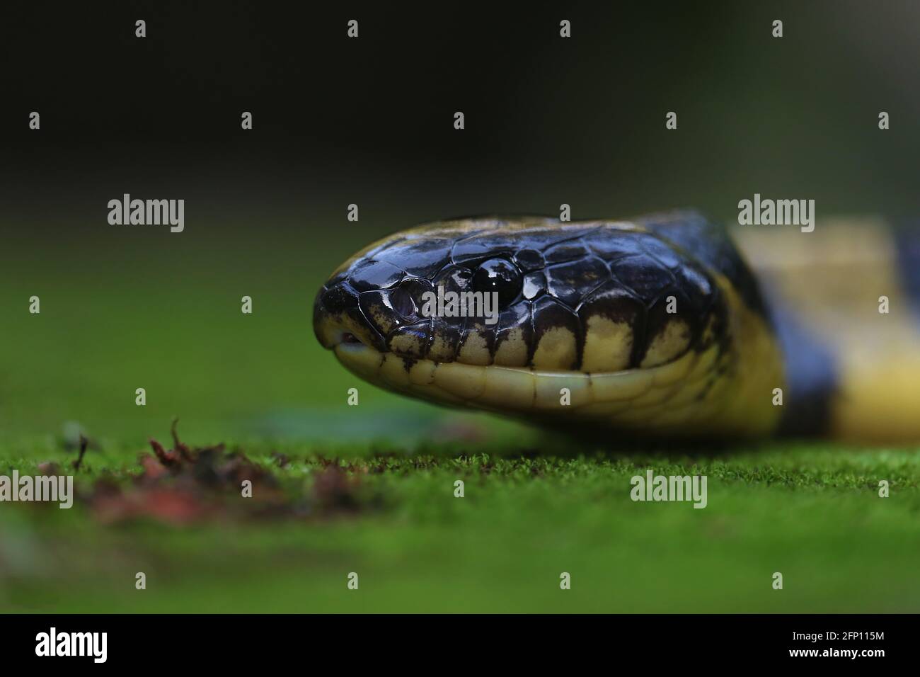Krait hi-res stock photography and images - Alamy