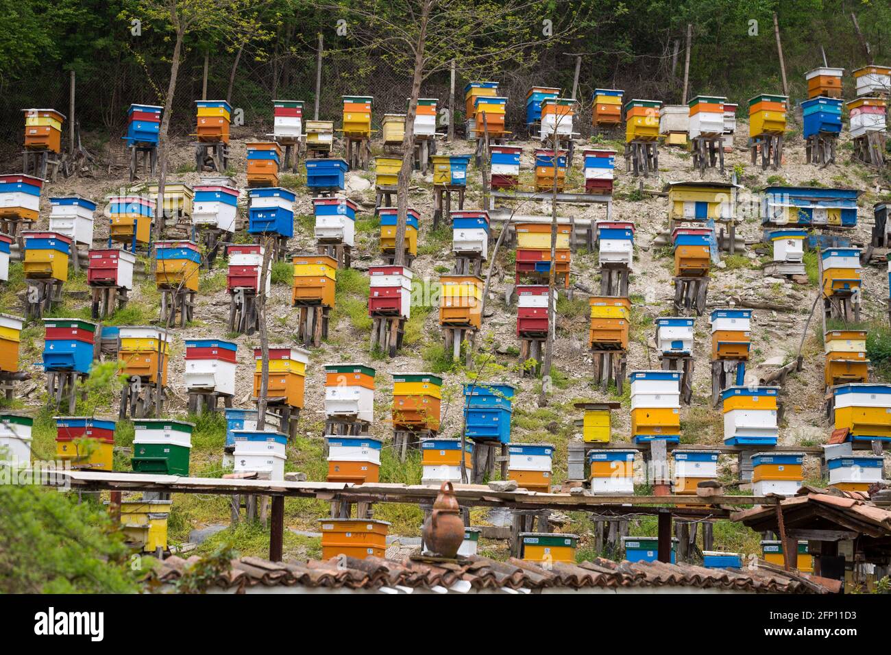 Large apiary in an ecologically clean environment in nature with a ...