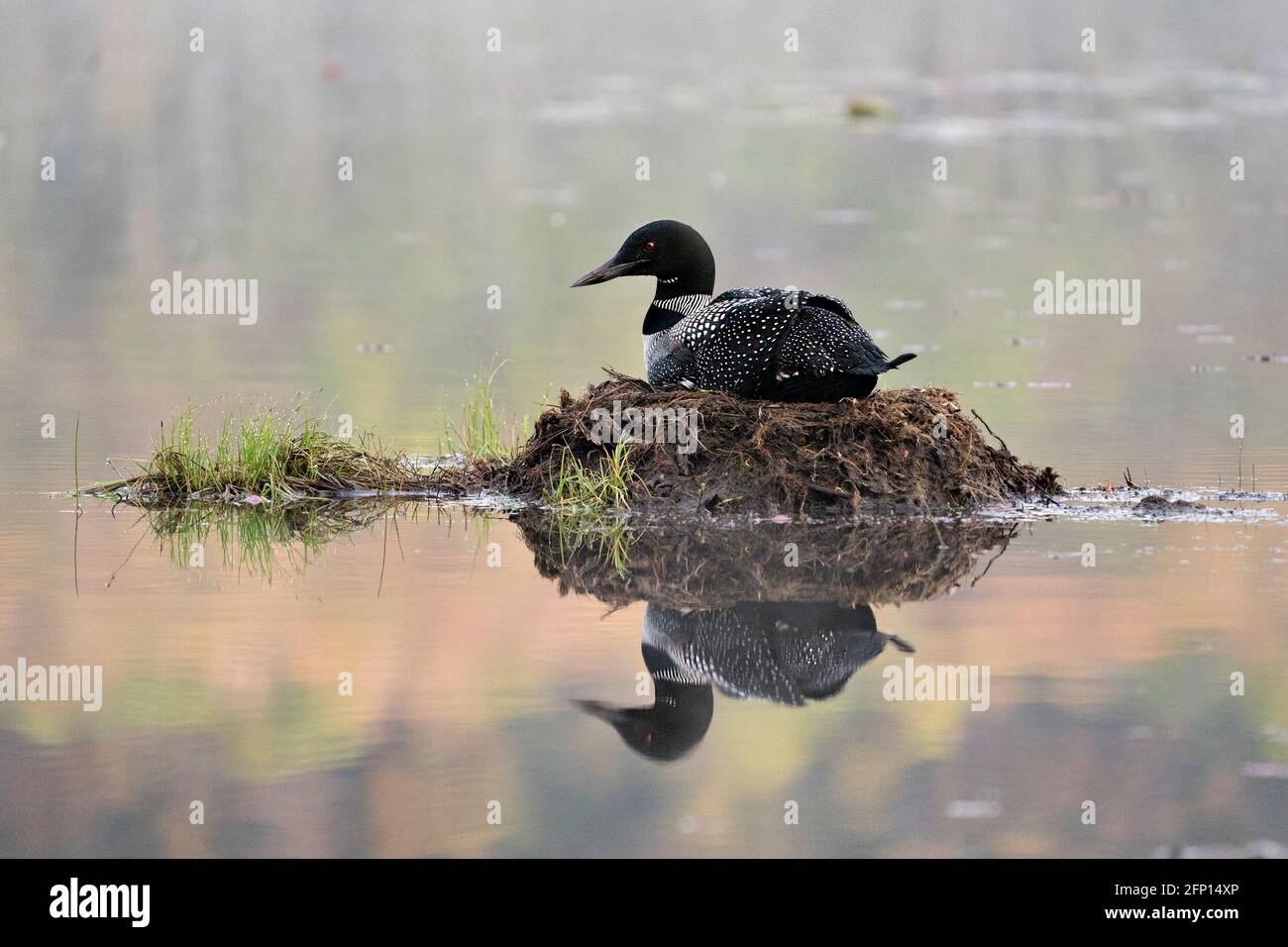 Common Loon Nesting Bird Photo High Resolution Stock Photography and Images - Alamy