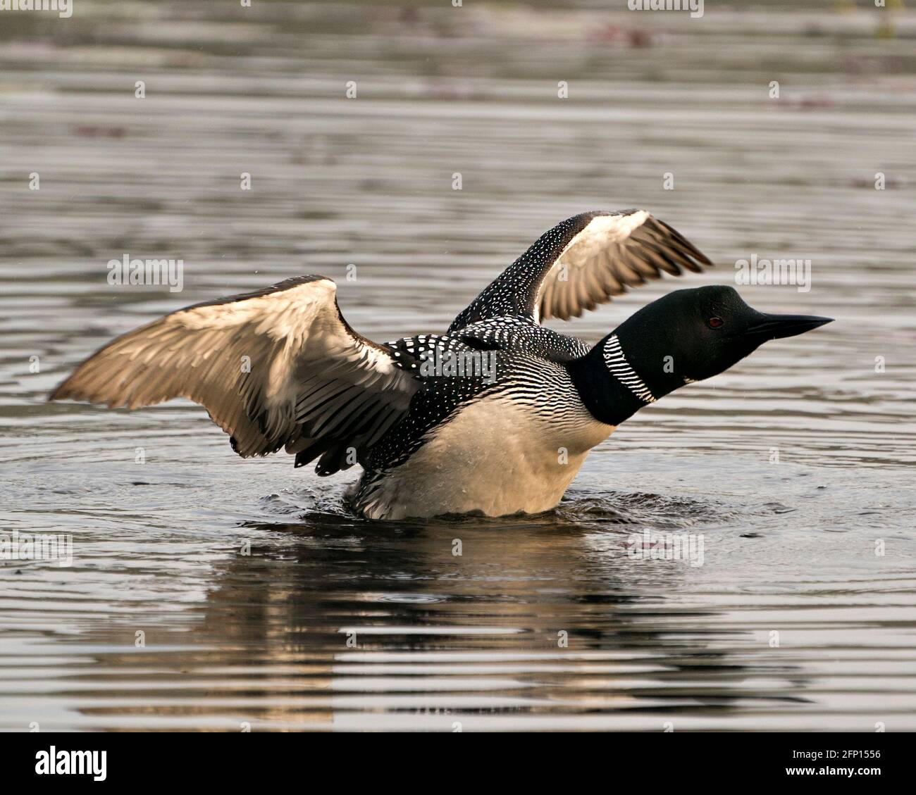 Loon close-up side view with spread wings in its wetland environment ...