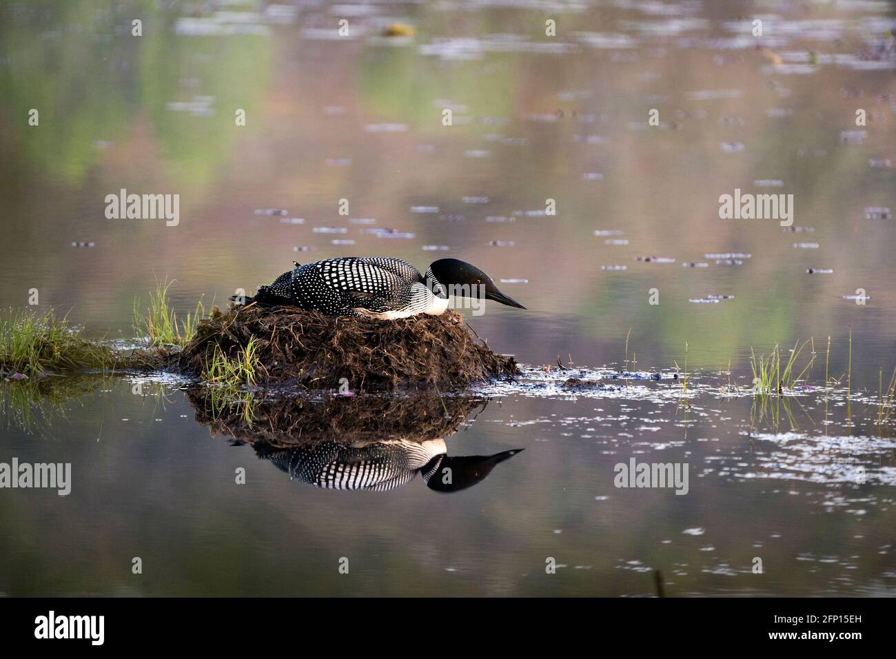 Loon nesting on its nest with marsh grasses, mud and water by the lake shore in its environment ...