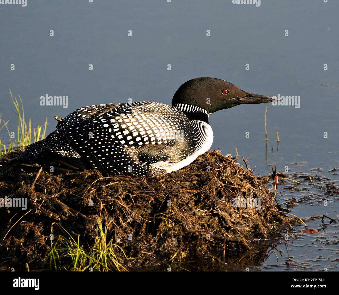 Loon nesting on its nest with marsh grasses, mud and water by the lake ...