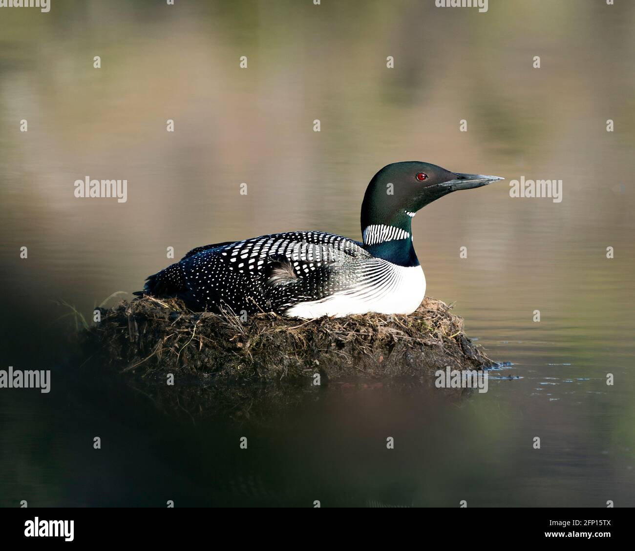 Common loon image hi-res stock photography and images - Alamy